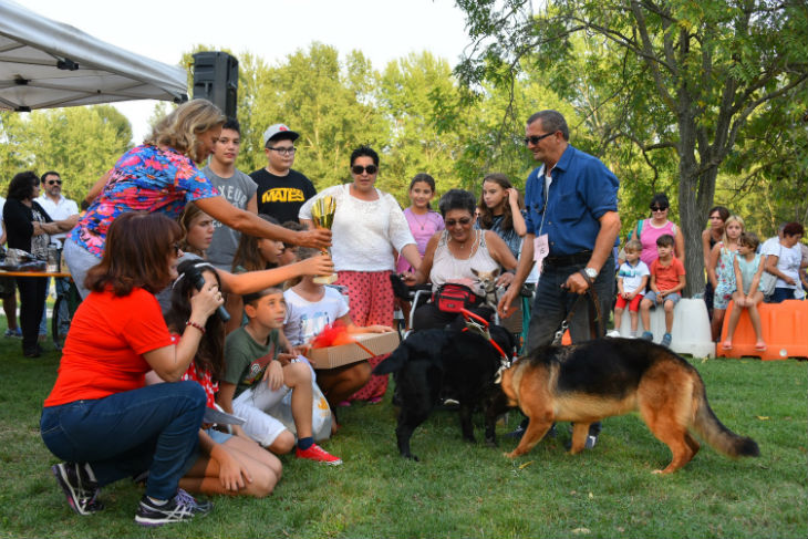 Il pastore tedesco Clea vince “Un cane per amico”, la coppa Lions Club ...