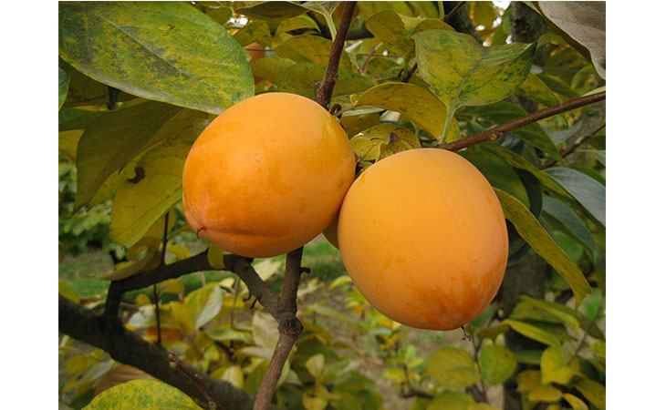 Alla scoperta del caco, frutta di stagione, i giovani lo preferiscono a ...